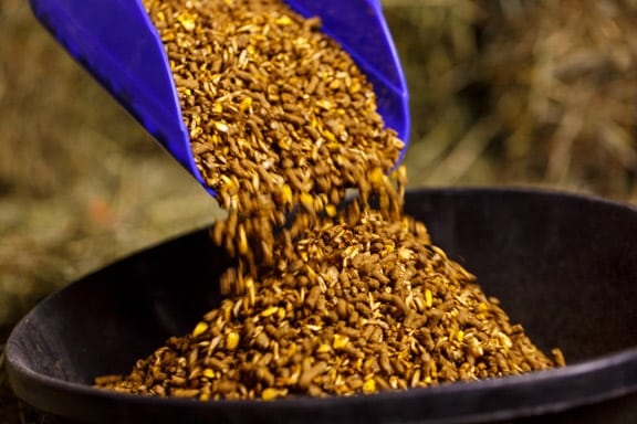 A Guide To Feeding An Overweight Horse - Severn Edge Equine Vets